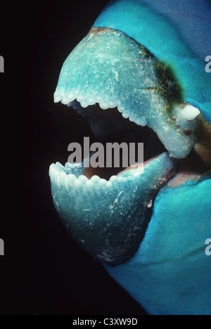 Parrot fish - Scarus gibbus - Scaridae - Coral reef in Red Sea Stock ...
