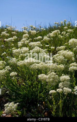 Wild seaside plants on the beach at Shoreham-by-Sea, West Sussex, UK ...
