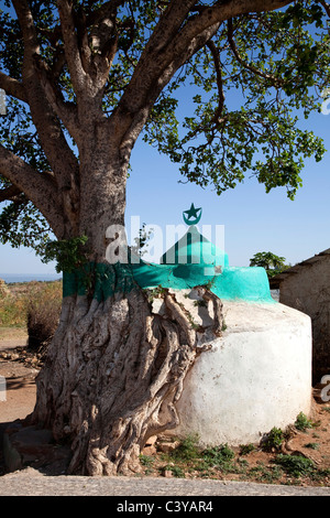 Tree roots in Ethiopia Stock Photo - Alamy