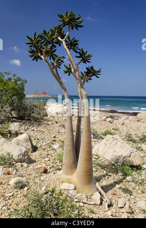Adenium obesum socotranum, Socotra island, Indian Ocean, UNESCO World ...