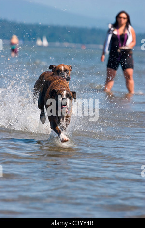boxer, owner, boxers Stock Photo - Alamy
