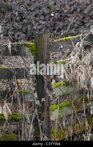 Mossy fence entangled in brambles, Colony Farm Regional Park, Port ...