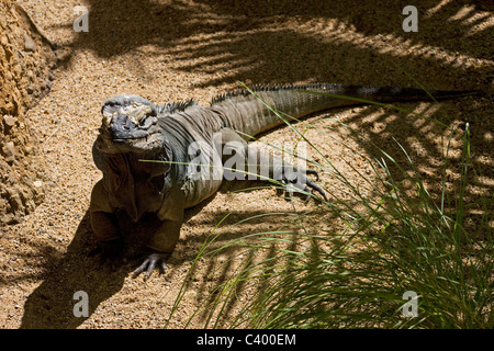 Iguana at Steve Irwins's Zoo, Home of the crocodile hunter Stock Photo ...