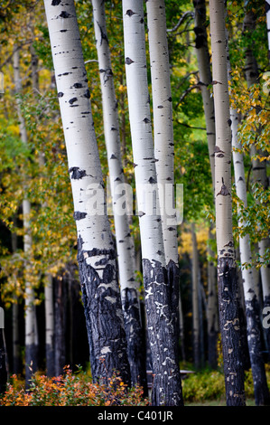 Aspen trees along the Bow Valley Parkway in Banff National Park in ...