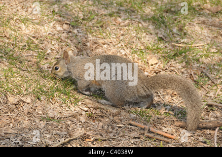 Grey Squirrel in a park in Chicago Stock Photo - Alamy