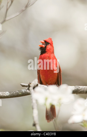 Northern Cardinal bird songbird Singing vertical Stock Photo - Alamy