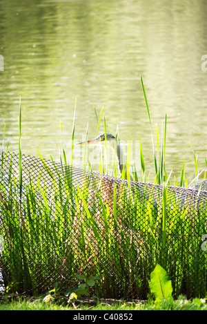 A grey heron hides in the reeds on a riverbank in Bushy Park, West ...