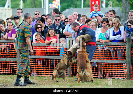Military attack dogs, Belgian Shepherd Dog / Malinois, biting man in ...