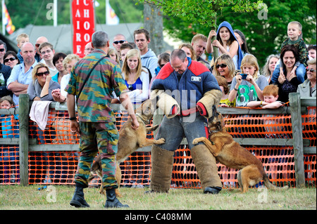 Military attack dogs, Belgian Shepherd Dog / Malinois, biting man in ...