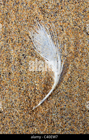 Detail, feather, plumage, body of water, Highland, highlands, highland ...
