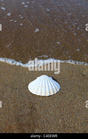 1, detail, Jakobs, scallop shell, pilgrim scallop, coast, line, macro ...