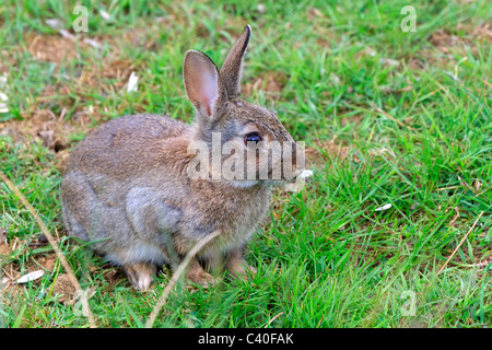 European rabbit, Common rabbit, Bunny, Oryctolagus cuniculus sitting on ...