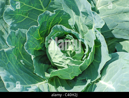 Fresh young cabbage, whole head isolated in white background. Modern ...