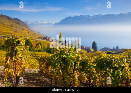 Epesses, Switzerland, Europe, canton Vaud, Lavaux, wine-growing area ...