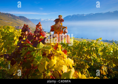 Epesses, Switzerland, Europe, canton Vaud, Lavaux, wine-growing area ...