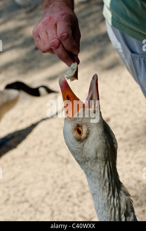 White goose eating bread in water Stock Photo - Alamy