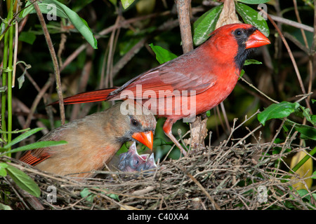 Male Cardinal of the Northern Cardinal family Stock Photo - Alamy