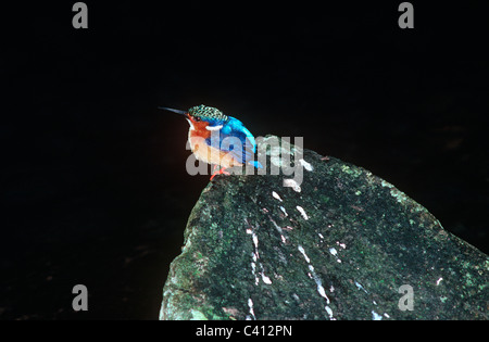 Madagascar malachite kingfisher (Alcedo vintsioides), sitting on rock ...
