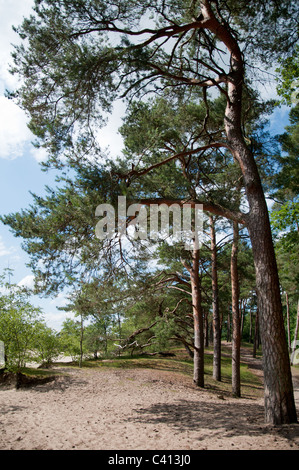 Sand dunes in the forest at the Soestduinen nature reserve between ...