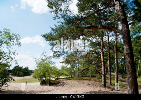 Sand dunes in the forest at the Soestduinen nature reserve between ...