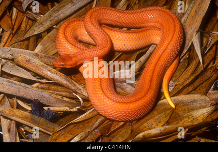 Cuban wood snake, orange form, Tropidophis melanurus, Cuba Stock Photo ...
