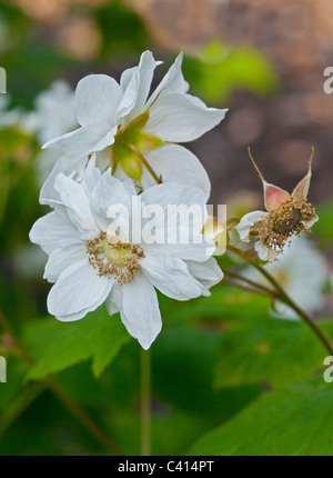 Native Raspberry fruit (Rubus parvifolius) also known as Japanese ...