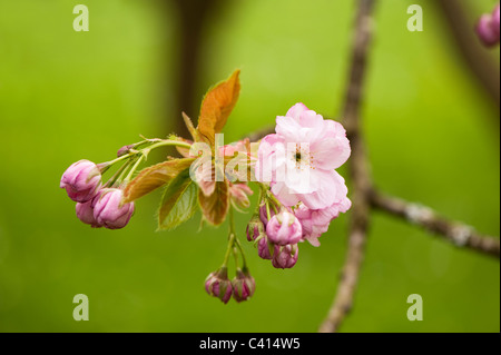 Prunus ‘Yokihi’ in blossom Stock Photo - Alamy