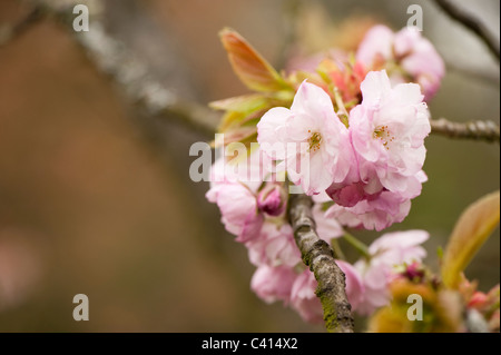 Prunus ‘Yokihi’ in blossom Stock Photo - Alamy