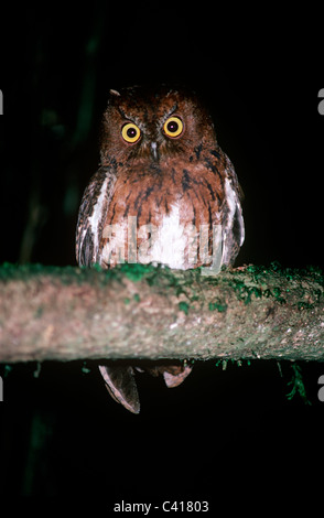 Madagascar or Malagasy Scops Owl (Otus Rutilus Stock Photo: 67175094 ...