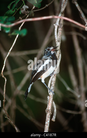 Male of Madagascar Magpie-Robin, (Copsychus albospecularis) , Kirindy ...