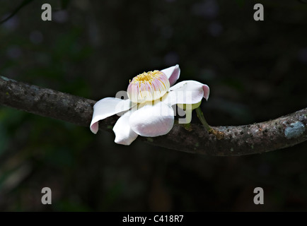 The Flower of a Gustavia Superba Tree Growing in Singapore Botanic ...