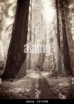 Forest Path in Infrared Stock Photo - Alamy