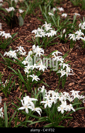 Chionodoxa luciliae 'Alba' Stock Photo - Alamy