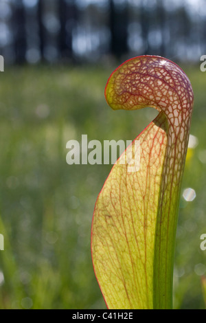 Parrot pitcher plant, carnivorous plant, insectivorous plant Stock ...