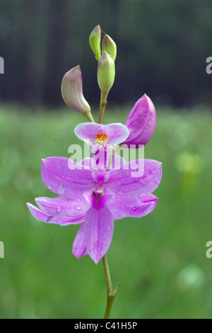 Grass Pink Orchid Calopogon Florida USA Stock Photo - Alamy