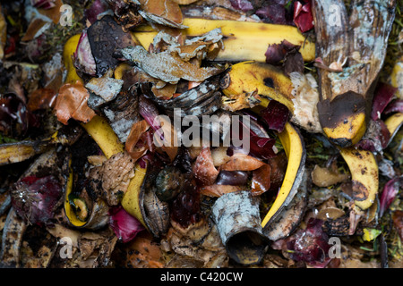 Detail of organic vegetable and fruit matter decomposing inside a home ...