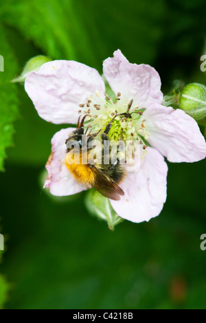 common carder bee (Bombus pascuorum) on lavender Stock Photo - Alamy