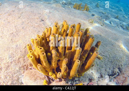 . Animal biology. Zoology; Biology. SPONGES 131 153. Canal Systems.—In ...