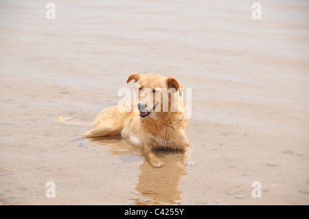 A sandy coloured dog cooling down in the Red Sea in Egypt Stock Photo ...