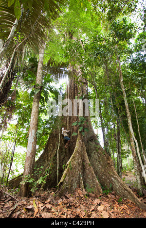 A vertical shot of a person climbing a huge tree in a forest Stock ...