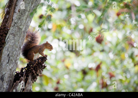 red squirrel in the branches of trees with a beautiful bokeh. Beautiful ...