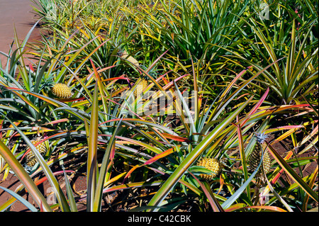 Pineapple Field Oahu Hawaii Paradise Stock Photo - Alamy