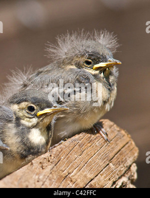 Pied Wagtail chicks fledglings babies young birds Stock Photo - Alamy