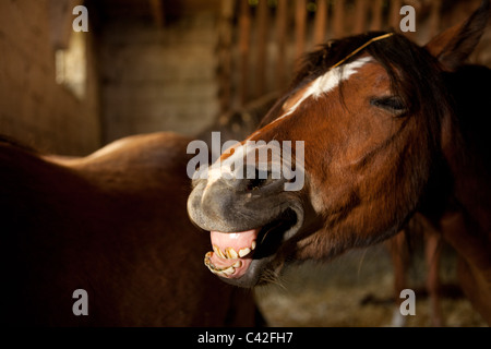 A horse snorts and laughs Stock Photo - Alamy