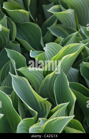 Light green Hosta plants growing in a garden Stock Photo - Alamy
