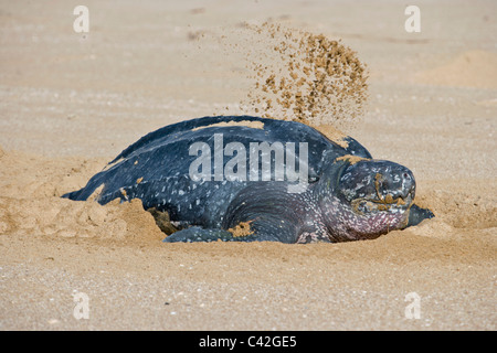 Suriname, Matapica National Park. Leatherback turtle laying eggs ...