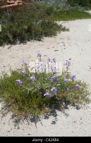 Sea stock (Matthiola sinuata) is a biennial plant native to coasts of ...
