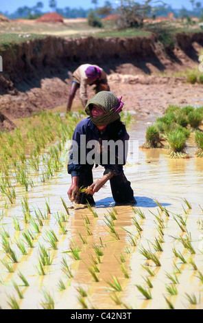 Farmers work in paddy fields during spring plowing season in Yutian ...