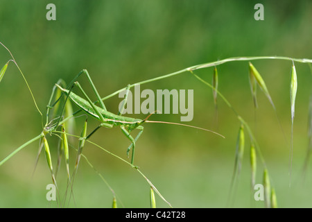 Saga pedo is a species of bush cricket, which makes it one of the ...