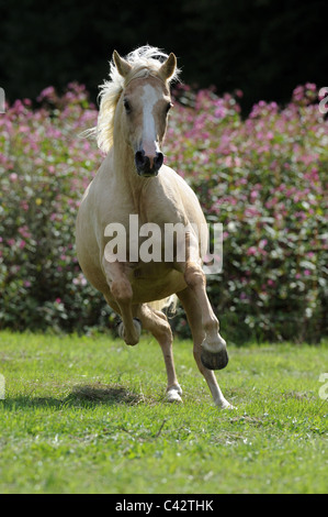 German Riding Pony in summer Stock Photo - Alamy